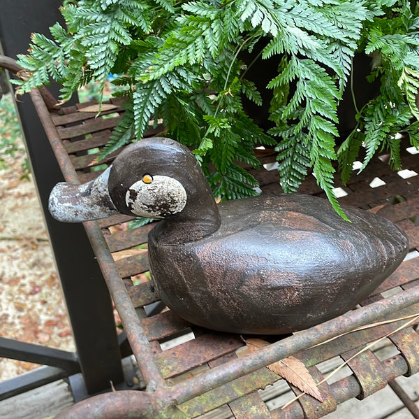 ruddy duck – Unlimited Ducks